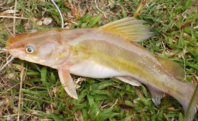 Panduan Lengkap Cara Budidaya Ikan Baung di Kolam Terpal Agar Hasil ... Panduan Lengkap Cara Budidaya Ikan Baung di Kolam Terpal Agar Hasil ...