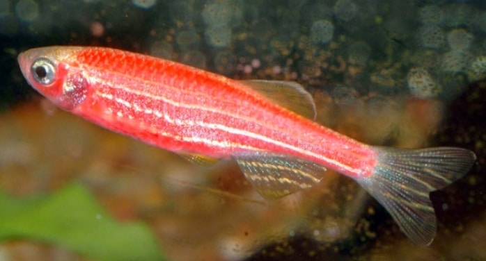 Panduan Lengkap Cara Budidaya Ikan Zebra Pink Bagi Pemula Agar Sukses