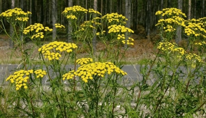 Panduan Lengkap Cara Budidaya Tanaman Artemisia Annua, Si Tanaman Obat ...