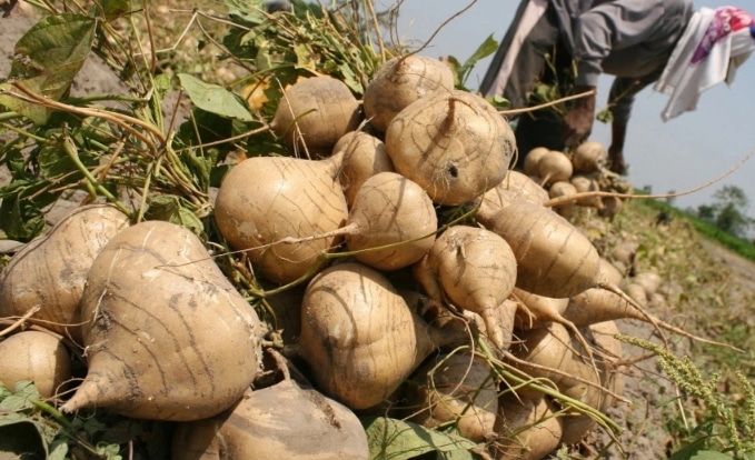Panduan Lengkap Cara Menanam Bengkuang Agar Cepat Berbuah Bagi Pemula
