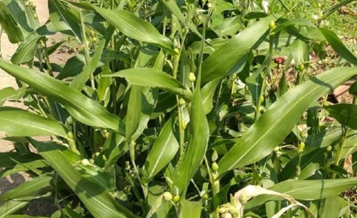 Panduan Lengkap Cara Budidaya Hanjeli Bagi Pemula Agar Cepat Panen