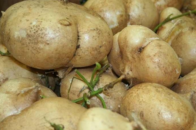 Panduan Lengkap Cara Budidaya Bengkuang Jumbo Bagi Pemula