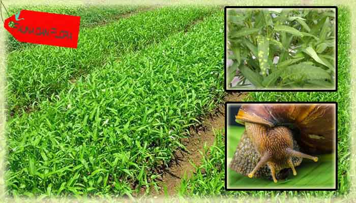Cara Pengendalian Jenis Hama dan Penyakit Tanaman Kangkung Paling Ampuh Cara Pengendalian Jenis Hama dan Penyakit Tanaman Kangkung Paling Ampuh