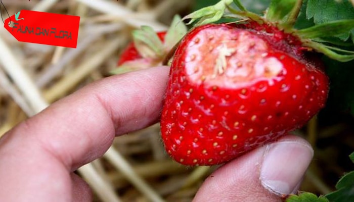 Cara Pengendalian Hama Dan Penyakit Pada Tanaman Strawberry TERLENGKAP