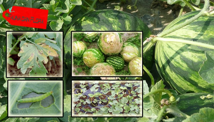 Hama dan Penyakit Tanaman Semangka, Serta Gejala dan Cara Pengendalian ...