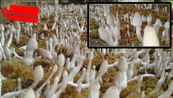 Cara Budidaya Jamur dengan Bonggol Jagung yang Baik dan Benar Paling Mudah Cara Budidaya Jamur dengan Bonggol Jagung yang Baik dan Benar Paling Mudah