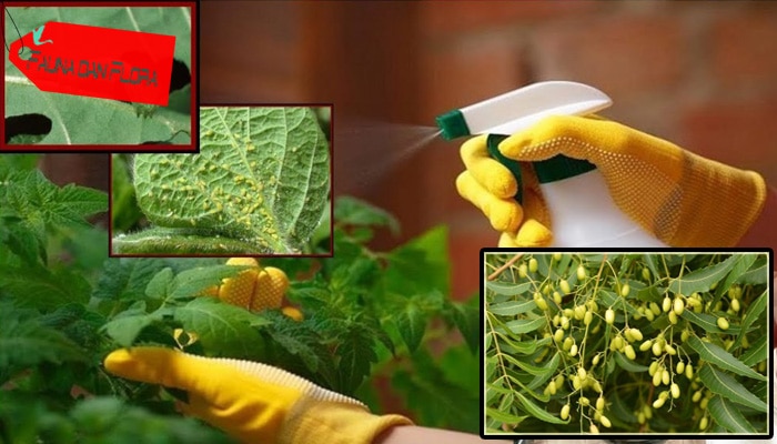 Cara Membuat Pestisida Nabati dari Daun dan Biji Mimba untuk ...