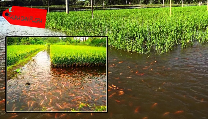 Tips Sistem Budidaya Mina Padi Sukses di Indonesia yang Diakui Oleh Dunia