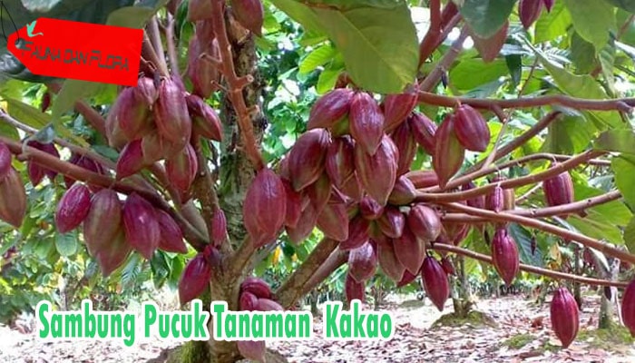 Cara Sambung Pucuk Tanaman Kakao (Coklat) yang Baik dan Benar Agar ...