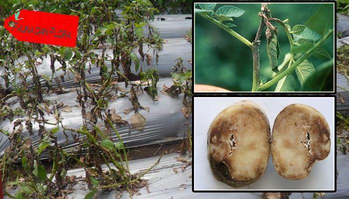 Cara Mengatasi Penyakit Lodoh Busuk Umbi pada Tanaman Kentang Paling Ampuh