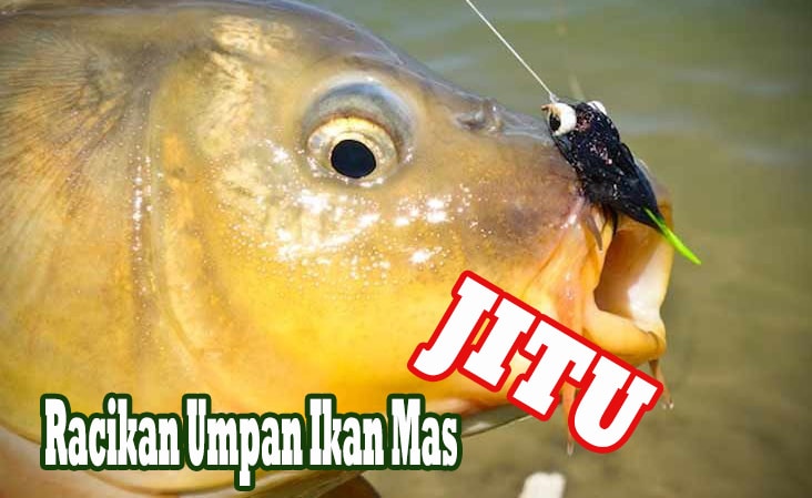 22+ Umpan Ikan Mas Paling Jitu Background - Hobi Mancing 22+ Umpan Ikan Mas Paling Jitu Background - Hobi Mancing