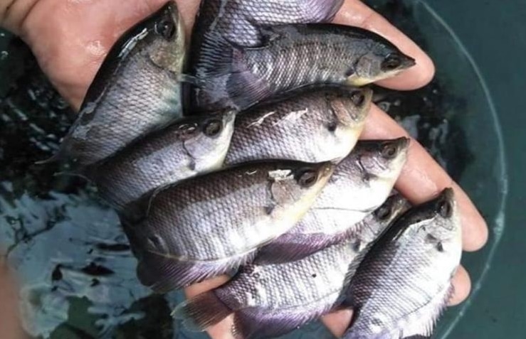 Budidaya Ikan Gurame dalam Kolam Terpal