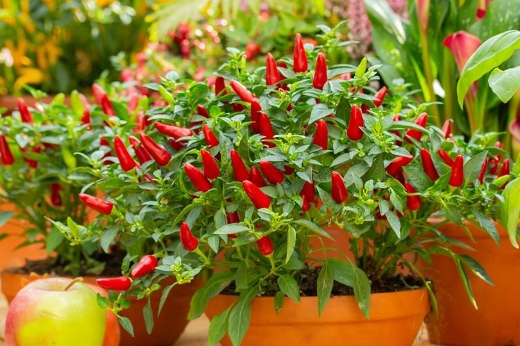 Panduan Lengkap Budidaya Tanaman Cabai di Rumah