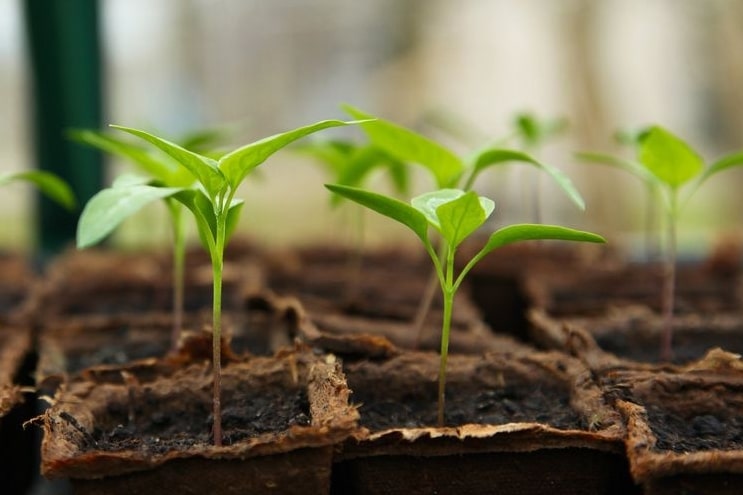 Tips Memilih Benih Tanaman yang Berkualitas untuk Budidaya