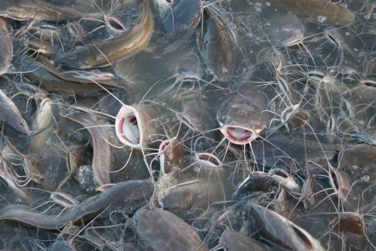 Cara Budidaya Ikan Lele dalam Kolam Terpal yang Efektif